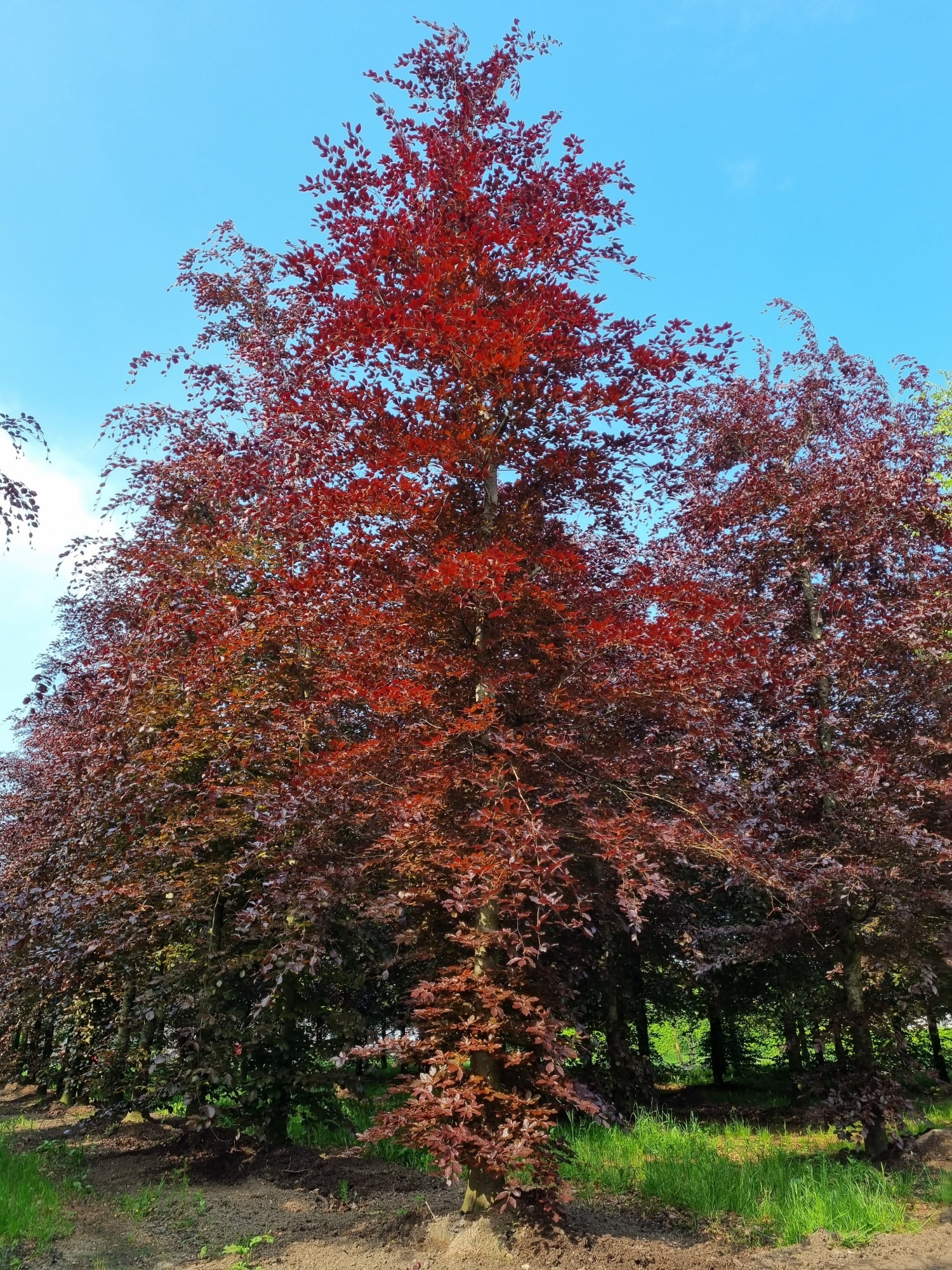 Rode Beuk 'Atropunicea', Fagus sylvatica 'Atropunicea' kopen