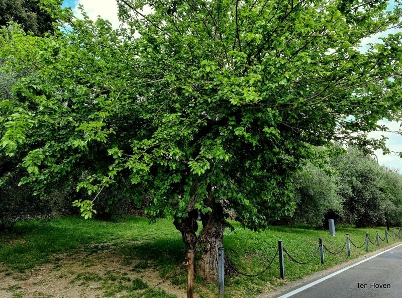 Zwarte moerbei, Morus nigra kopen