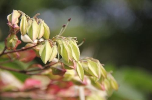 Kansenboom, Clerodendrum trichotomum kopen