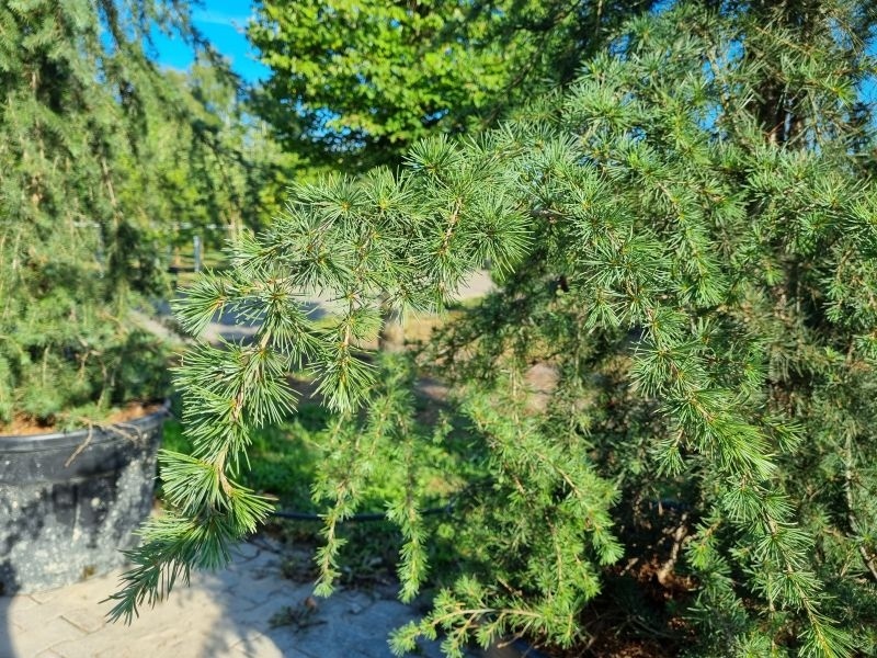 Himalayaceder 'Pendula' , Cedrus deodara 'Pendula' kopen