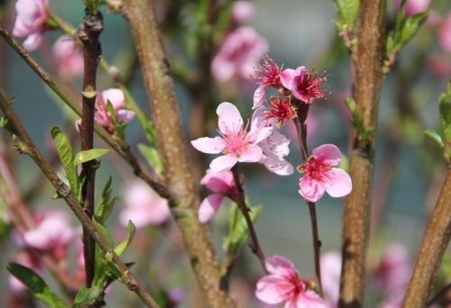 Perzik 'Amsden' , Prunus persica 'Amsden' kopen