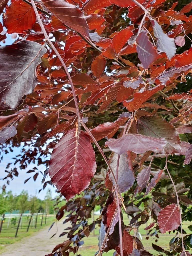 Grote rode beukenboom kopen? | Ten Hoven Bomen