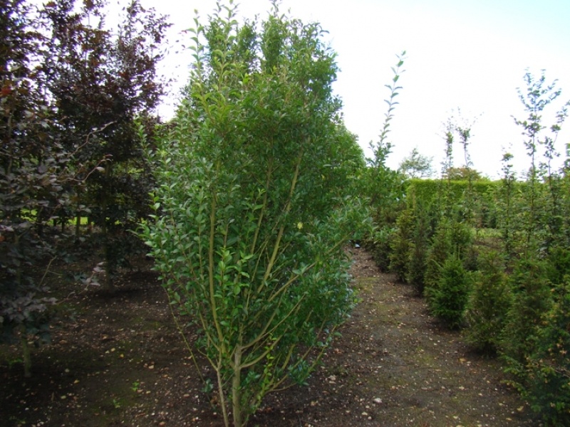 Haagliguster, Ligustrum ovalifolium kopen