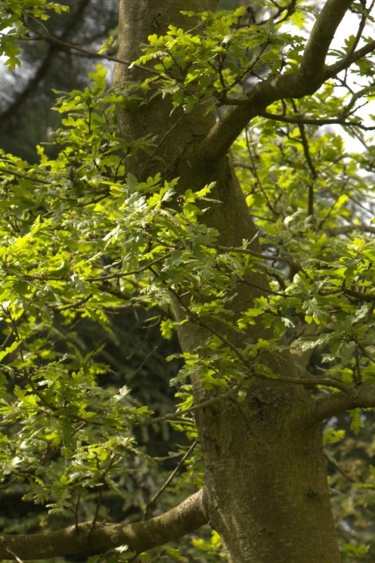 Hongaarse eik, Quercus frainetto kopen