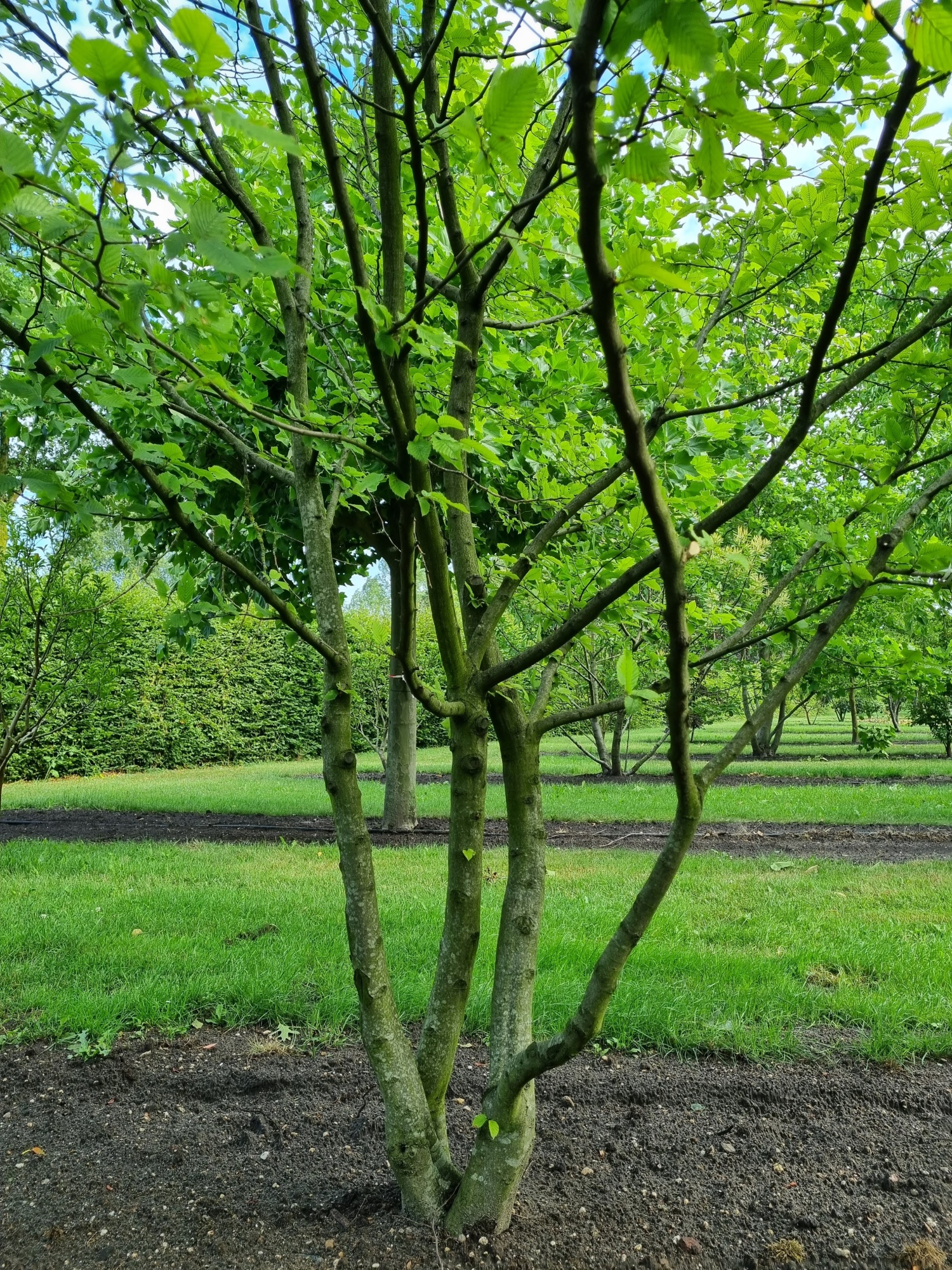Carpinus betulus als solitaire meerstammige boom
