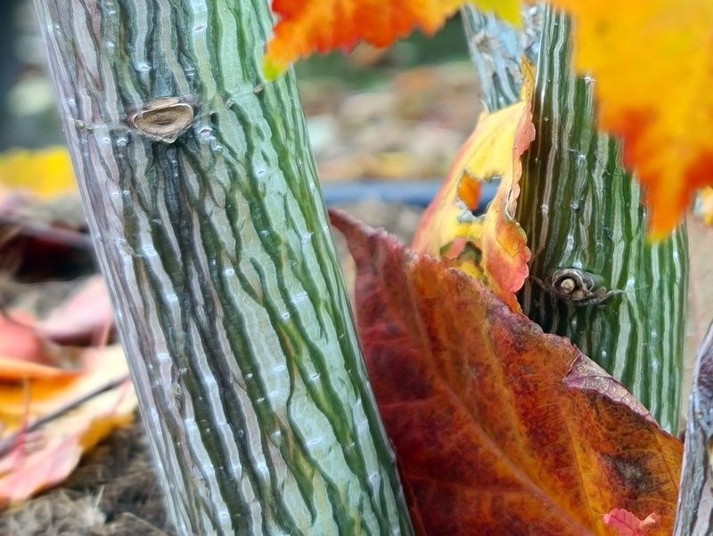 Chinese Esdoorn davidii, Acer davidii kopen