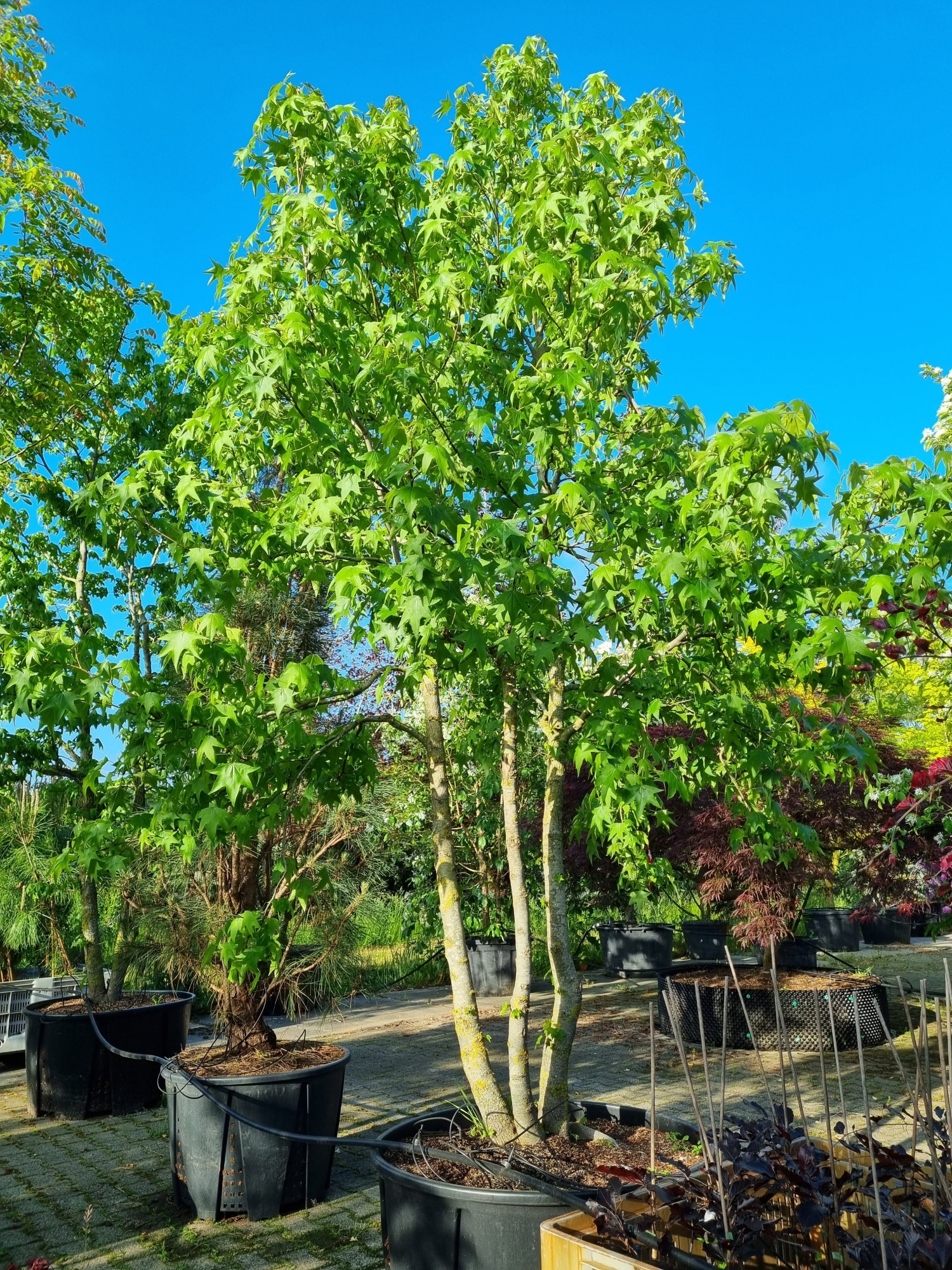 Amberboom, Liquidambar styraciflua kopen