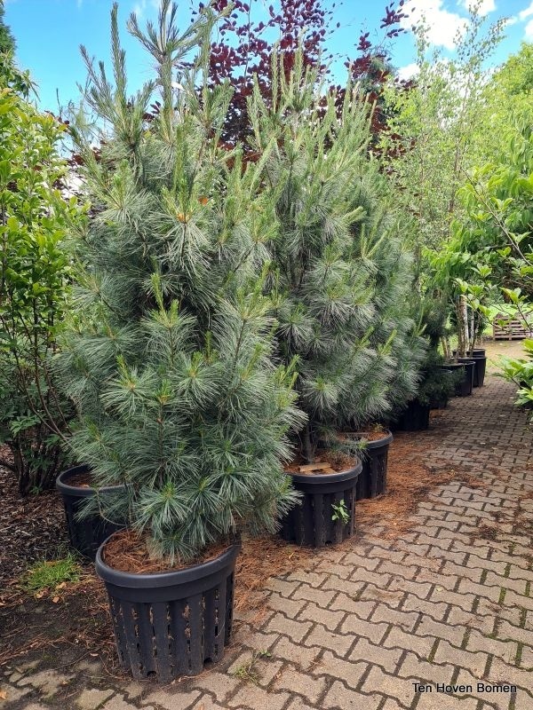 Tranenden 'Densa', Pinus wallichiana 'Densa' kopen