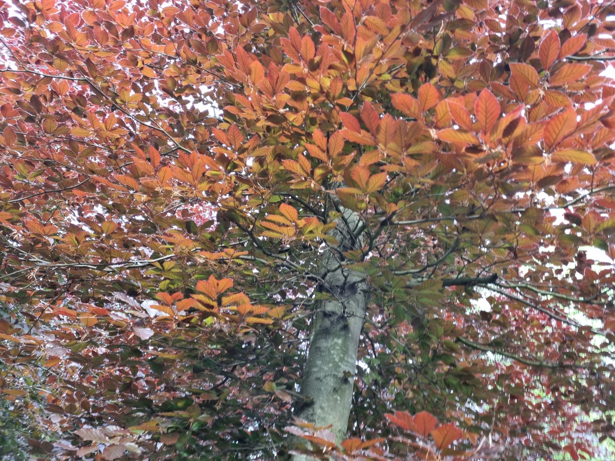 Zoekt u een grote rode beuk? Nr 992 is een prachtig exemplaar.