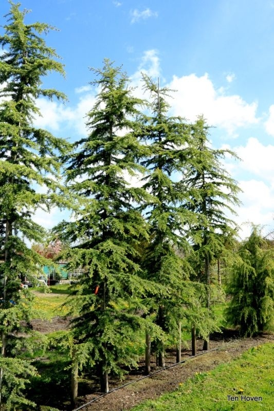 Himalayaceder 'Karl Fuchs', Cedrus deodara 'Karl Fuchs' kopen