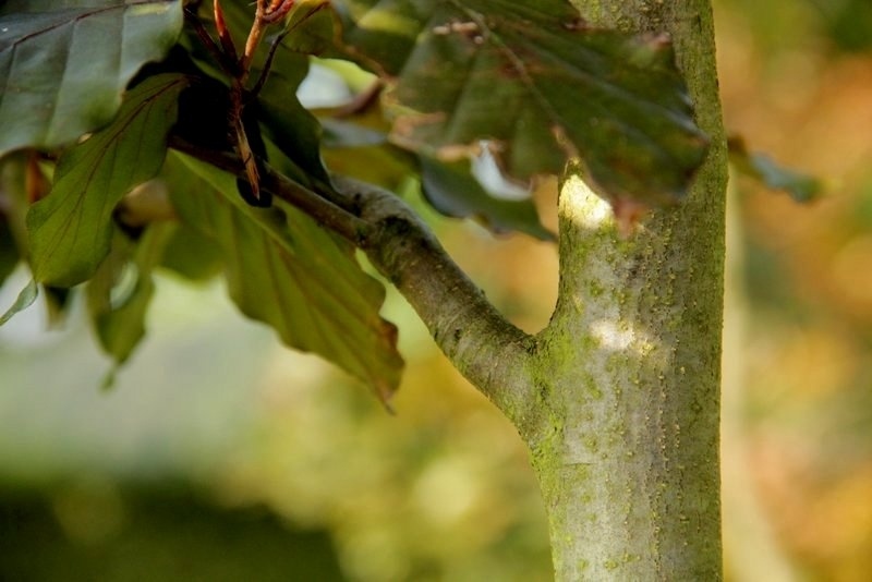 Rode Beuk, tuinbonsai, Fagus sylvatica 'Atropunicea' kopen