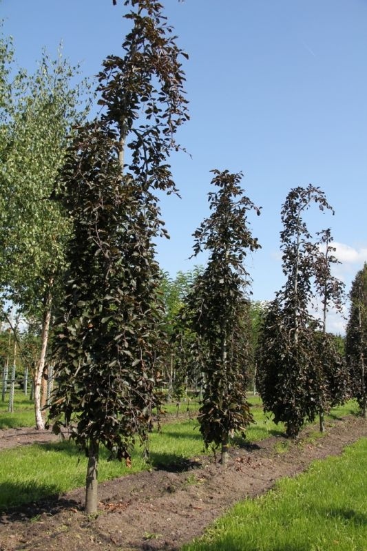Rode Treurbeuk 'Purpurea Pendula', Fagus sylvatica 'Purpurea Pendula' kopen