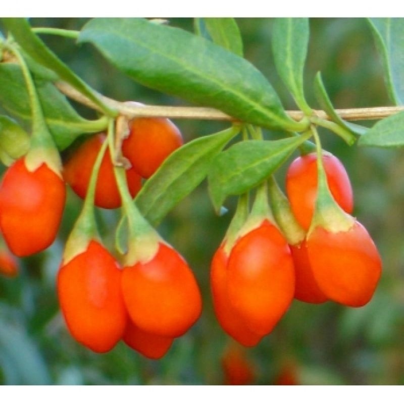 Goji bes, Lycium barbarum 'Instant Succes' kopen