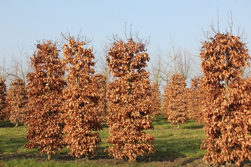Groene beuk kant en klare haag, Fagus sylvatica kopen