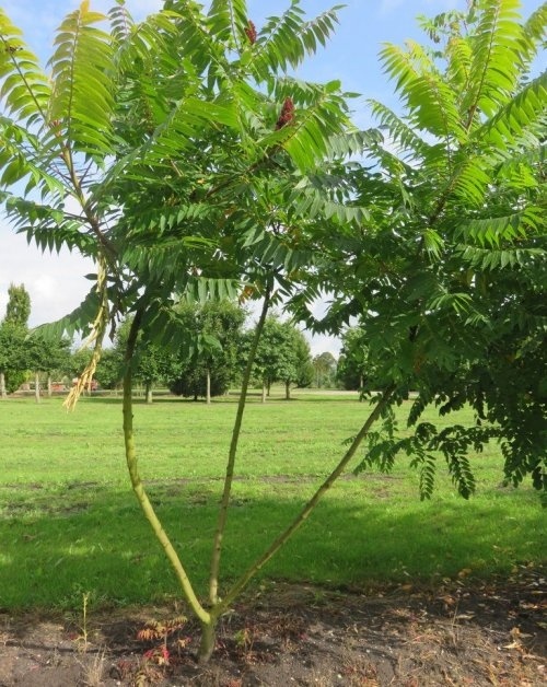 Fluweelboom, Rhus glabra kopen
