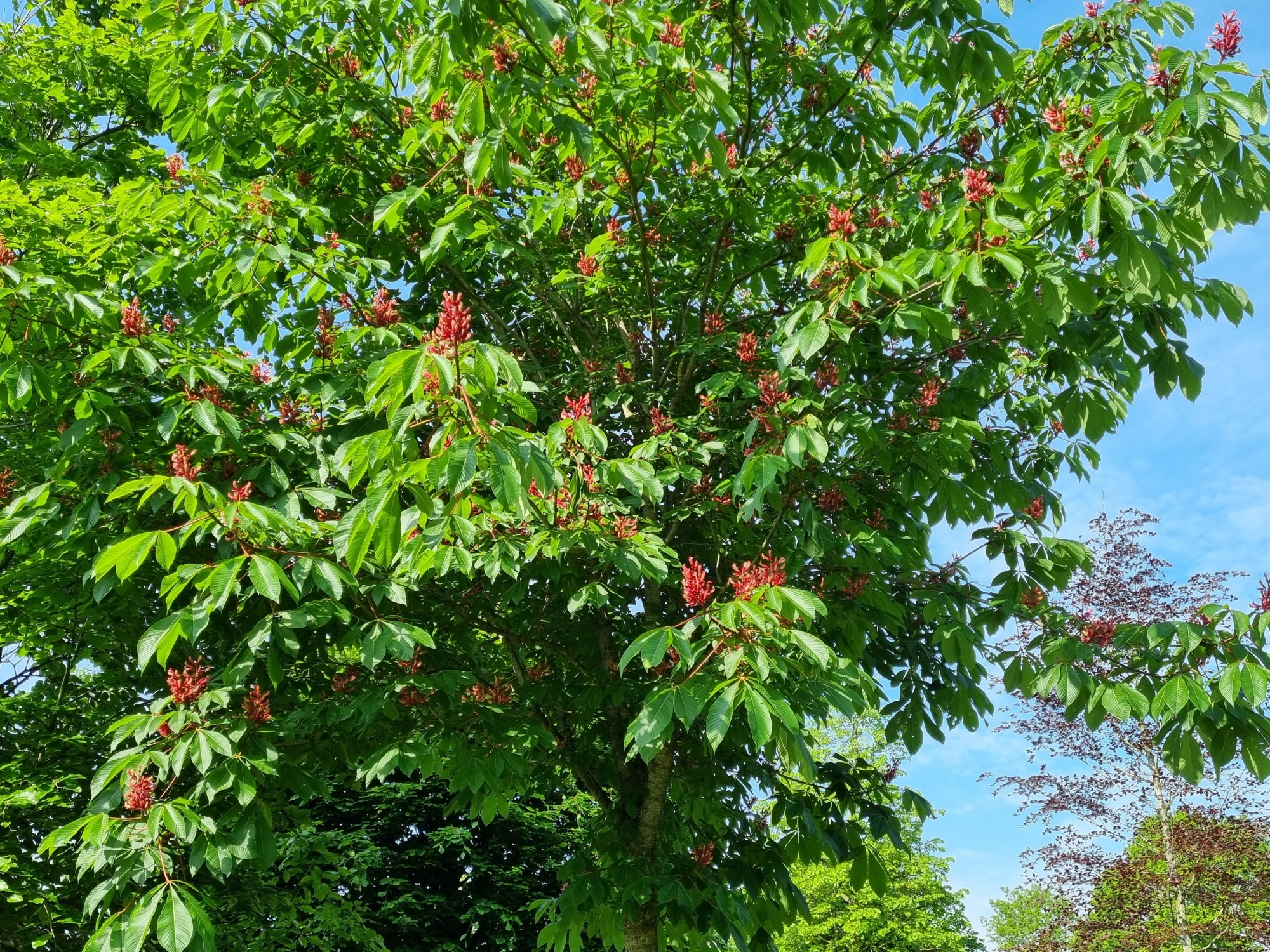Aesculus pavia is een dwergsoort van de kastanjeboom