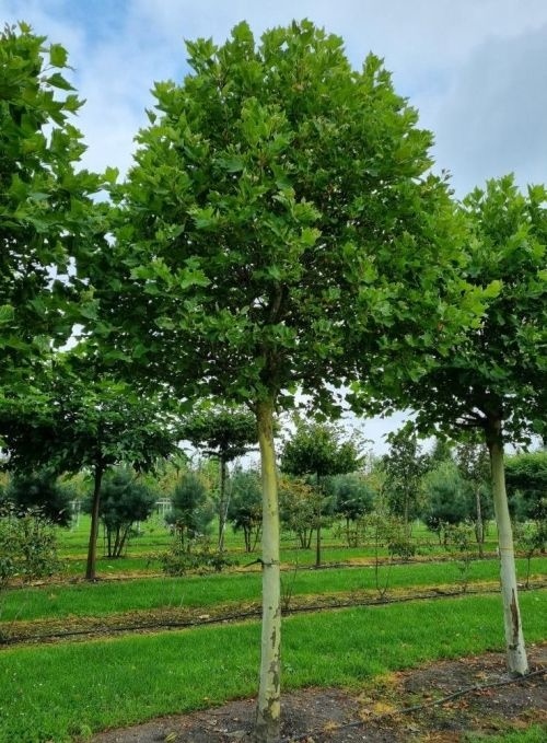Plataan, Platanus x hispanica 'Alphen's Globe' kopen