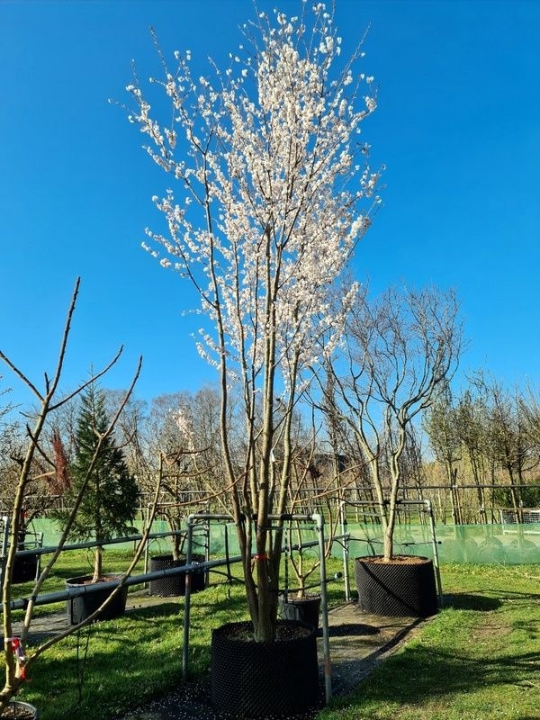 Sierkers 'Pandora', Prunus 'Pandora' kopen