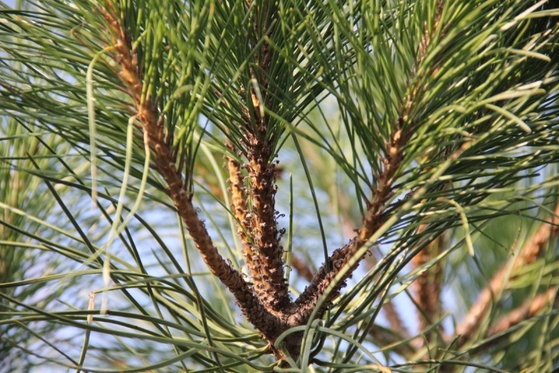 Parasolden, Pinus pinea kopen