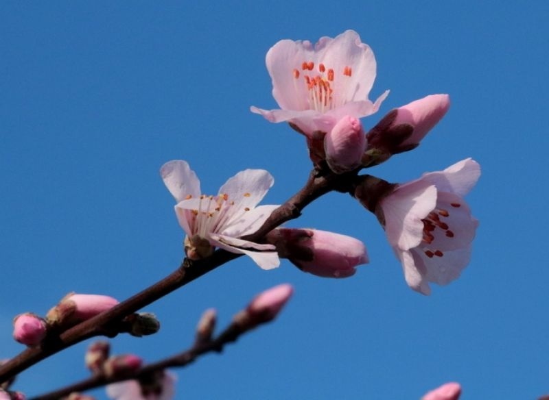 Amandel 'Robijn', Prunus dulcis 'Robijn' kopen