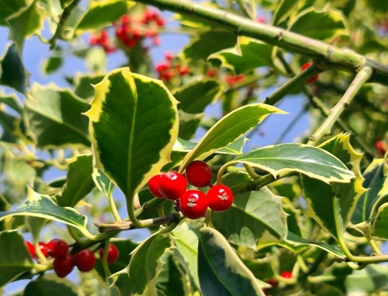 Bonte hulst, Ilex aquifolium 'Argentea Marginata' kopen