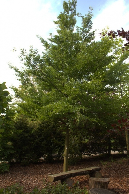 Beuk 'Grandidentata', Fagus sylvatica 'Grandidentata' kopen