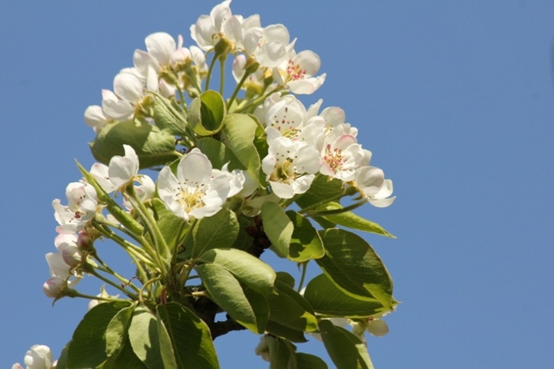 Peer ras onbekend, Pyrus communis cv kopen