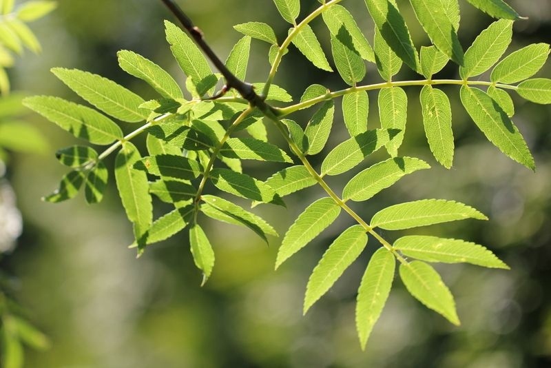 Lijsterbes 'Fireball', Sorbus commixta 'Fireball' kopen