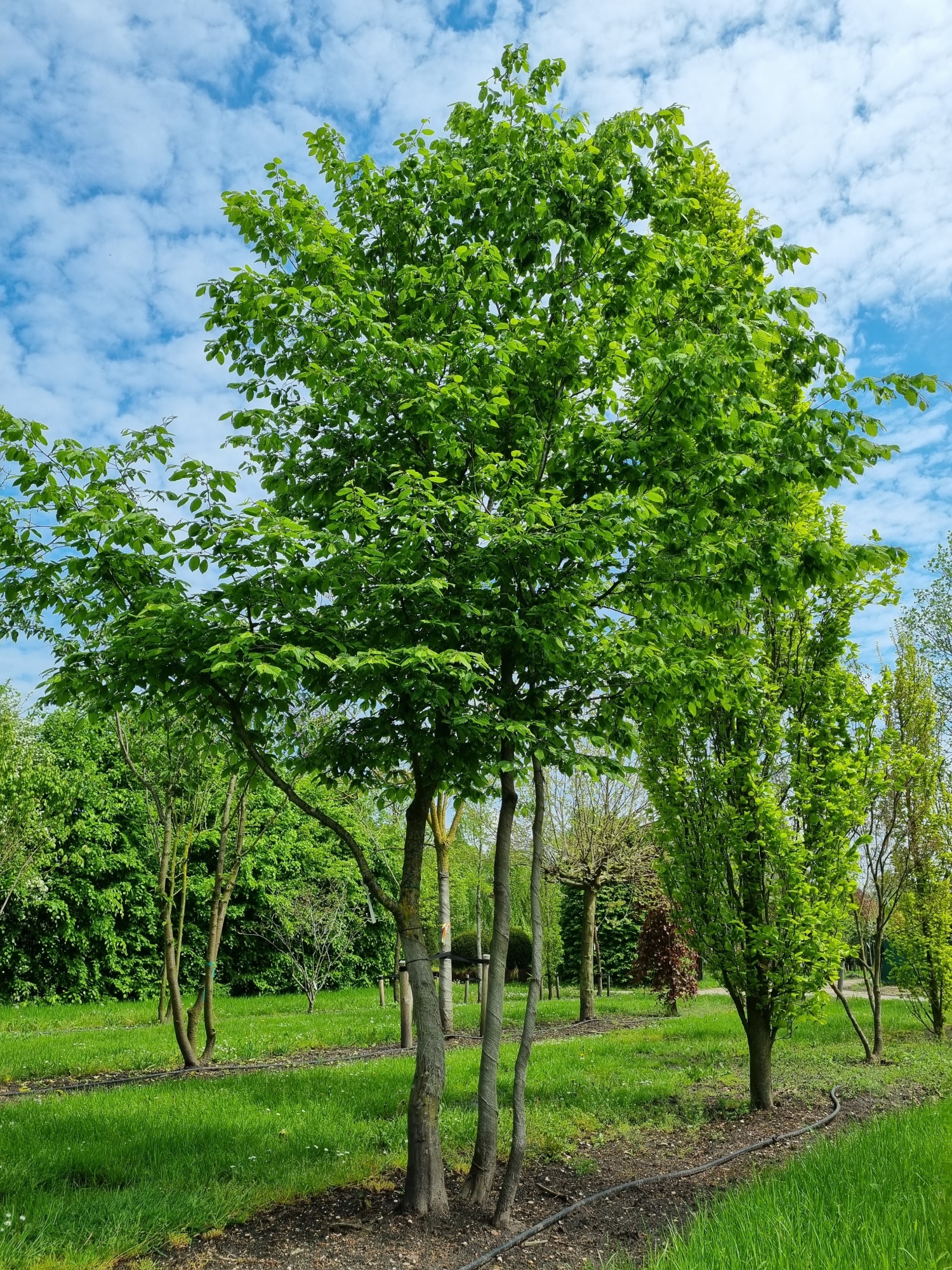 Haagbeuk, Carpinus betulus kopen