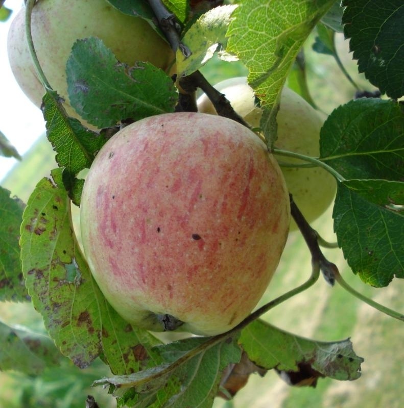 Appel 'Sijden Hempje', Malus domestica 'Sijden Hempje' kopen