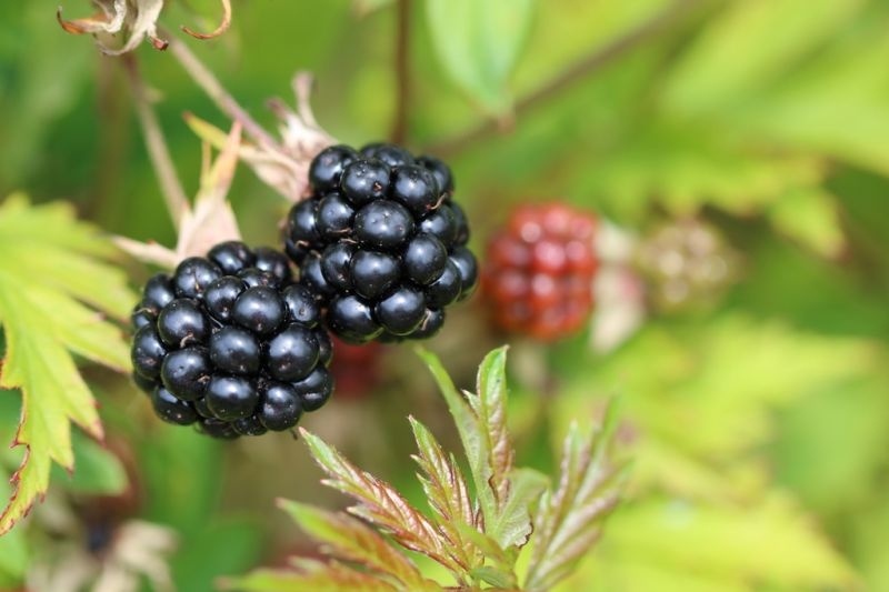 Doornloze braam 'Thornless Evergreen', Rubus fruticosus 'Thornless ...