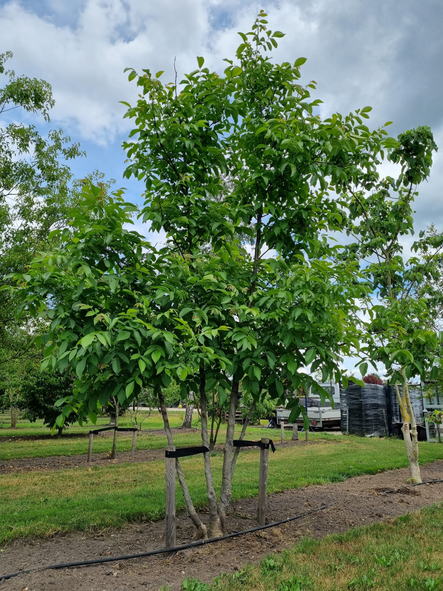 Walnootboom, Juglans regia kopen