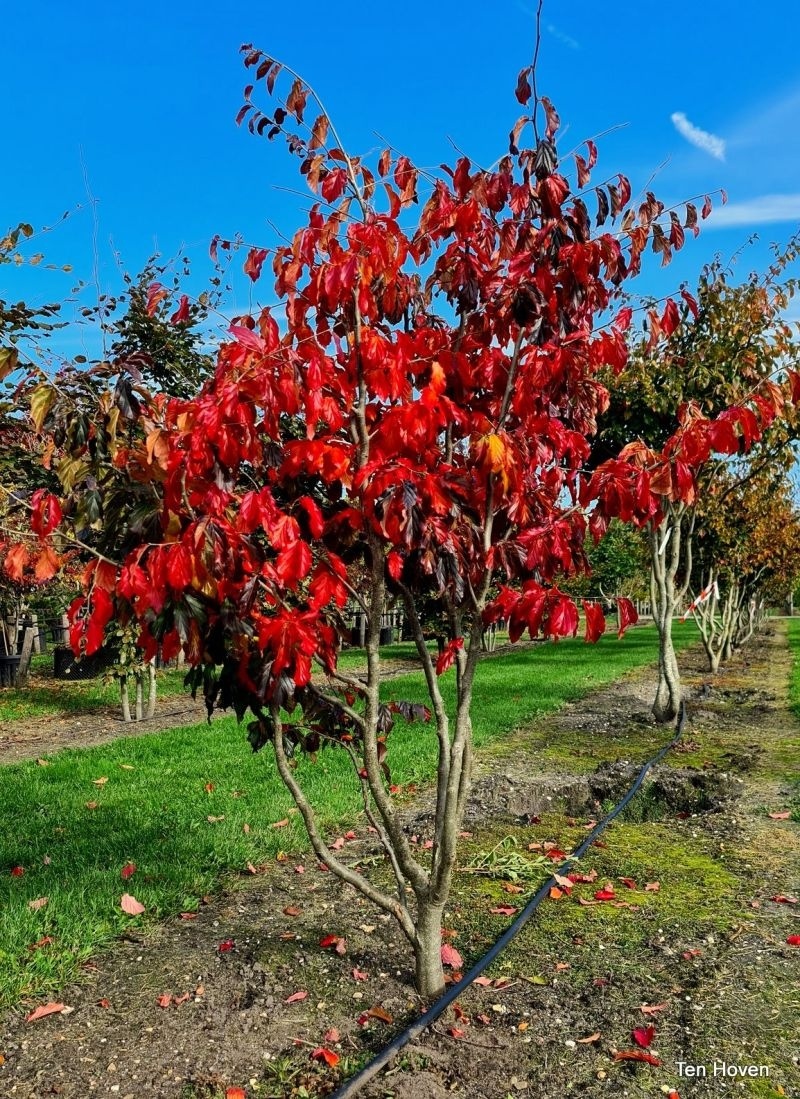 Perzisch IJzerhout 'Bella', Parrotia persica 'Bella' kopen