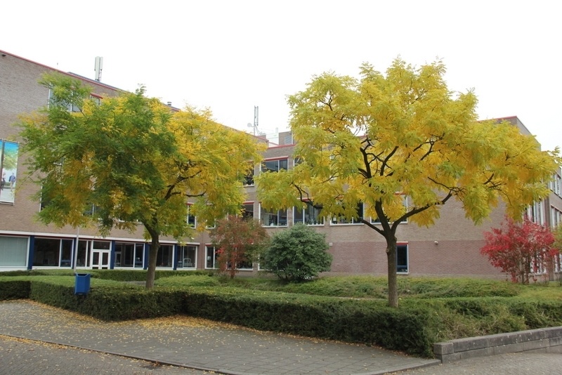 Honingboom, Sophora japonica (Styphnolobium japonicum) kopen