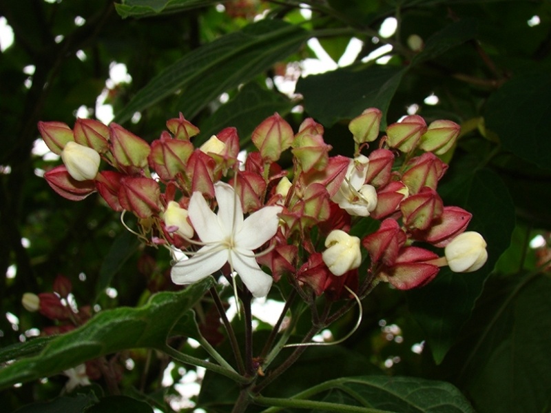 Kansenboom, Clerodendrum trichotomum kopen
