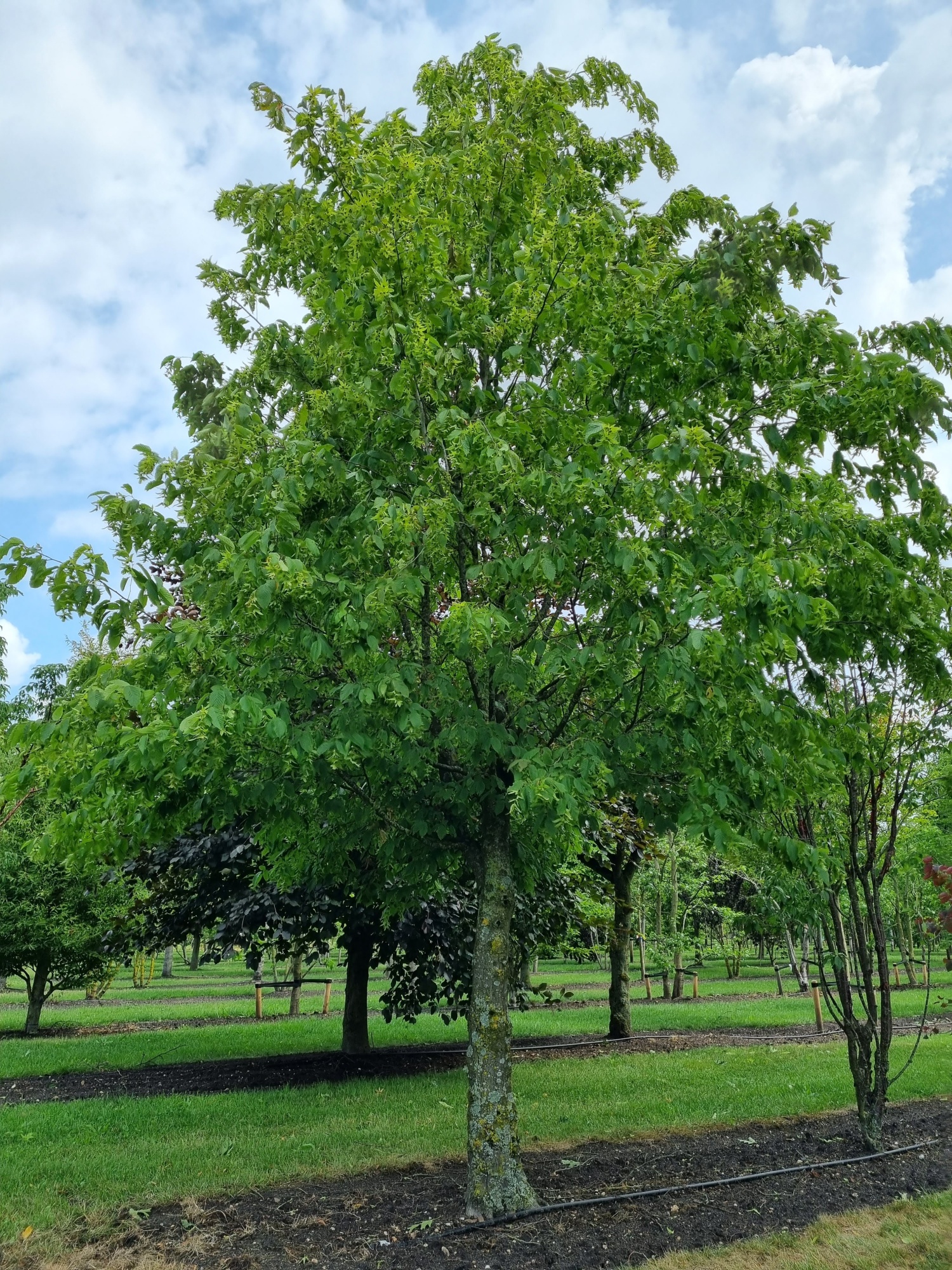De Carpinus betulus als solitaire boom