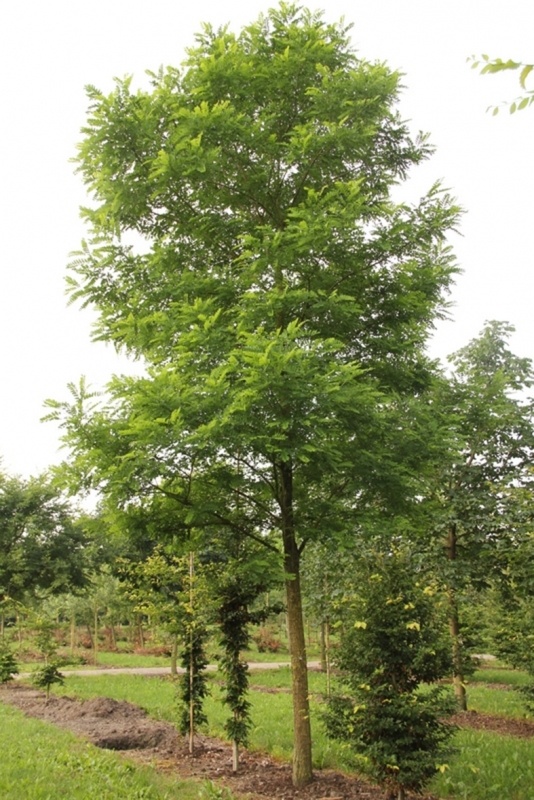 Valse Acacia 'Bessoniana', Robinia pseudoacacia 'Bessoniana' kopen