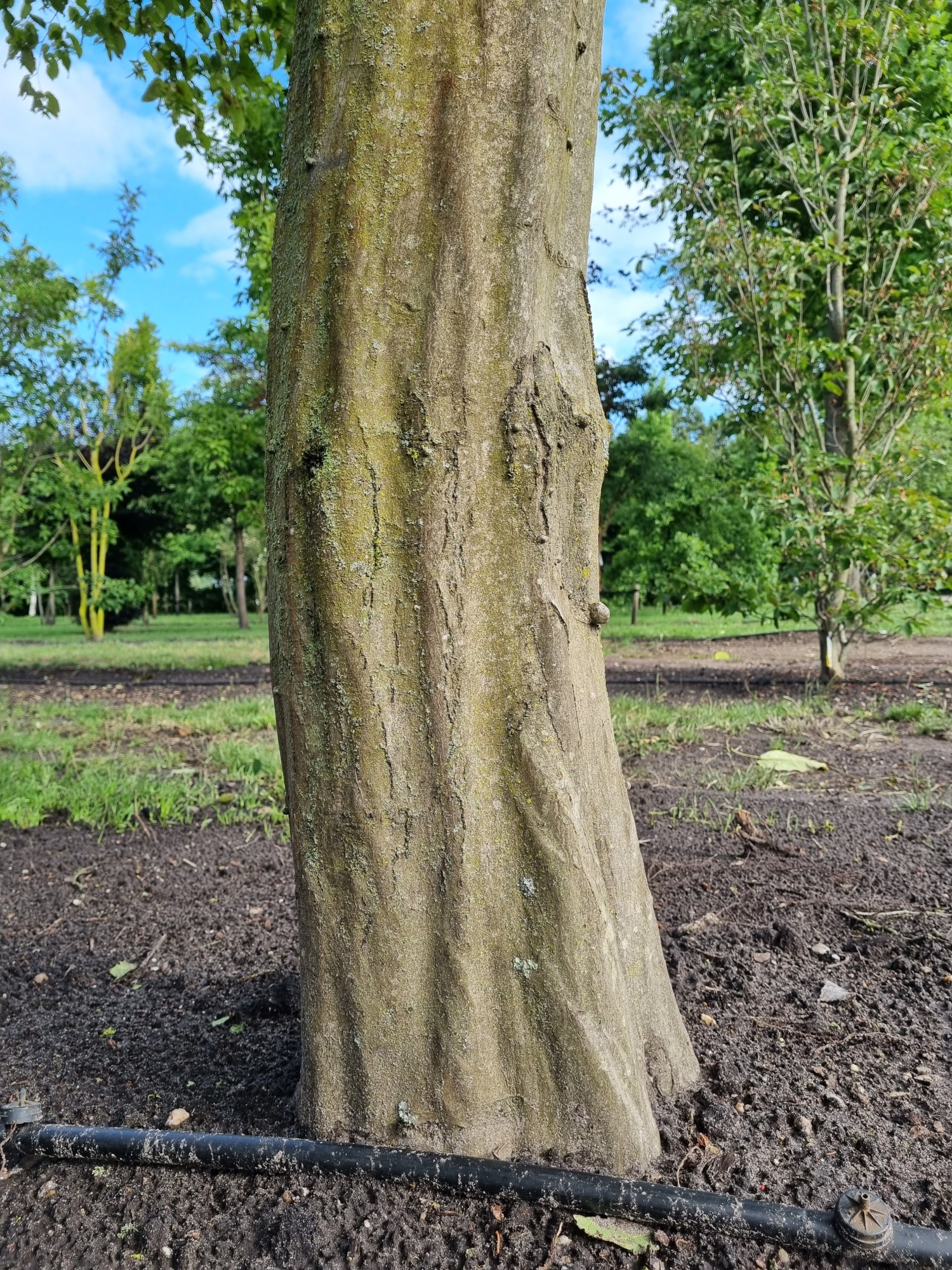 Deze Carpinus betulus als grote boom voor een kleine tuin.