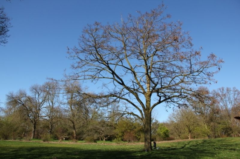 Valse Acacia, Robinia pseudoacacia kopen