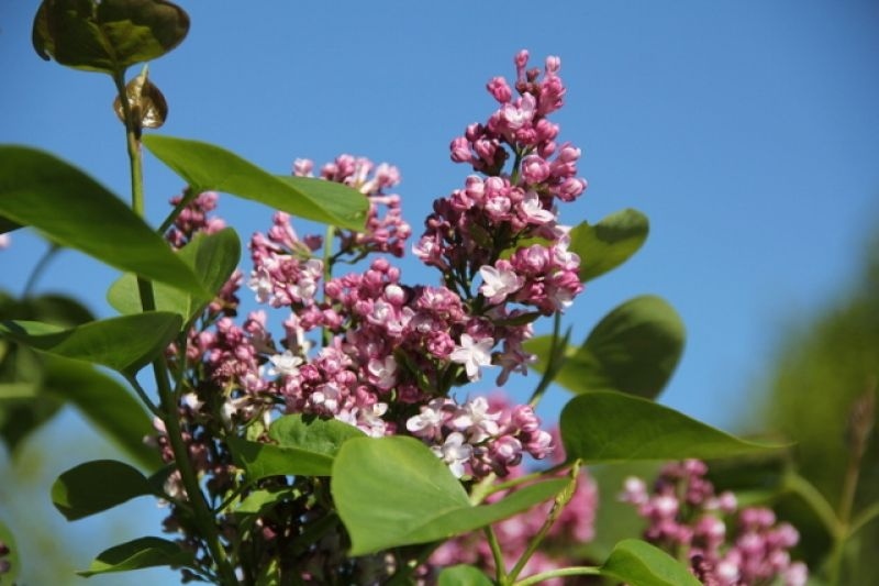 Sering 'Belle de Nancy', Syringa vulgaris 'Belle de Nancy' kopen