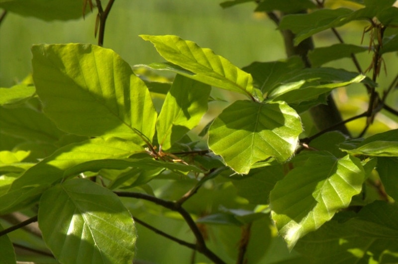 Gewone Beuk, Groene Beuk, Fagus sylvatica kopen