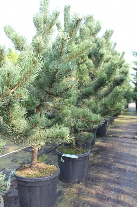 Oostenrijkse den 'Oregon Green', Pinus nigra 'Oregon Green' kopen