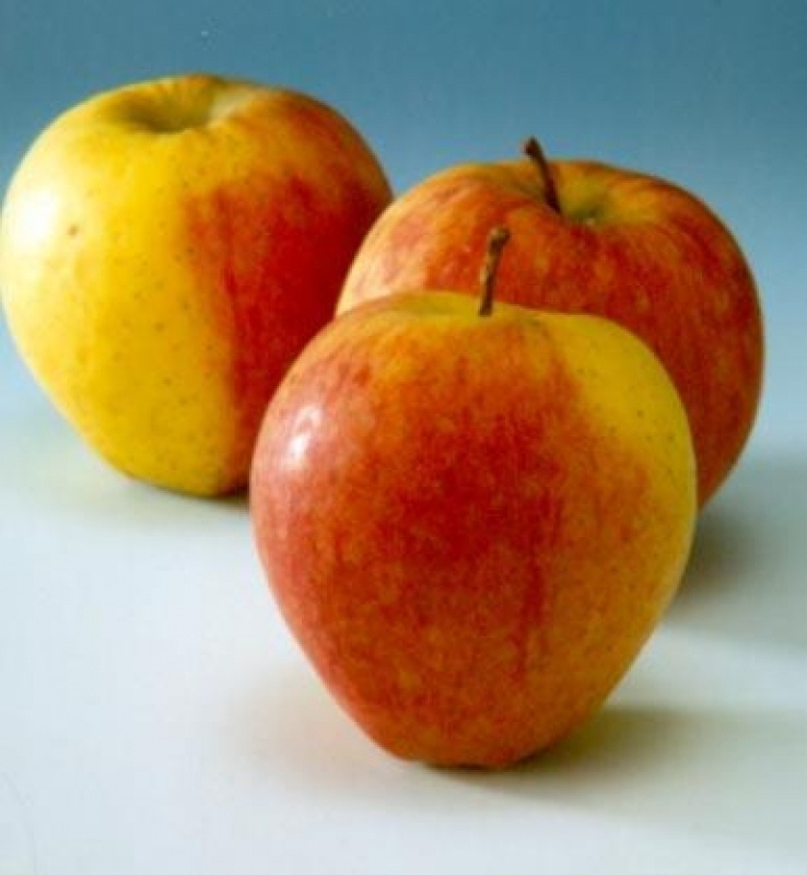 Appel 'Tydeman's Early', Malus domestica 'Tydeman's Early' kopen