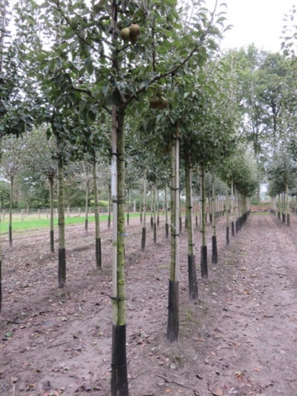 Stoofpeer 'Gieser Wildeman', Pyrus communis 'Gieser Wildeman' kopen