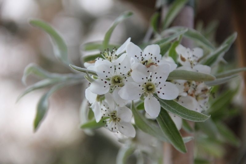 Wilgbladige peer, Pyrus salicifolia 'Pendula' kopen