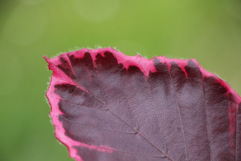 Bonte rode beuk, Fagus sylvatica 'Purpurea Tricolor' kopen