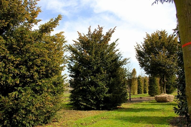 Venijnboom, Taxus baccata kopen