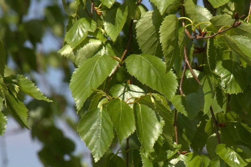 Himalayaberk, Betula utilis 'Doorenbos' kopen