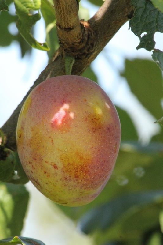 Pruim 'Jubileum', Prunus domestica 'Jubileum' kopen