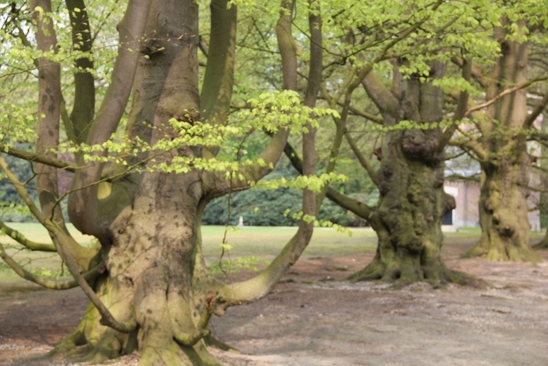 Gewone Beuk, Groene Beuk, Fagus sylvatica kopen